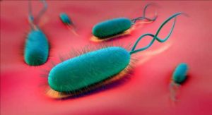 H. Pylori Basics